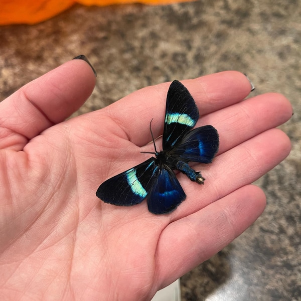 OVERSTOCK: Real Blue Lanternfly, Pyrops Gunjii - Etsy