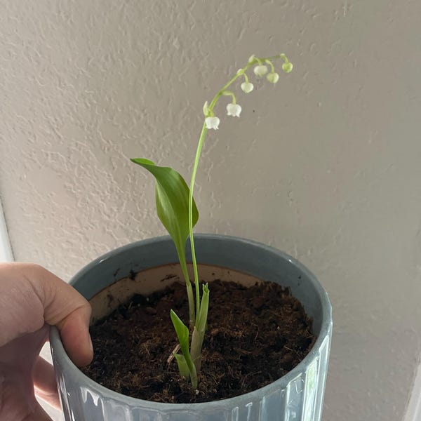 WHITE LILY of the VALLEY-10 Bare Roots, Plants/pips - Etsy