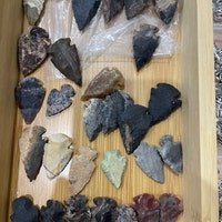 Codakia Orbicularis Aka Tiger Lucine Fossil / Fossilized Whole Bilvalve ...