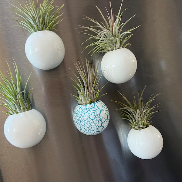 Air Plant Refrigerator Magnet, Live Air Plants With Magnetic Displays ...