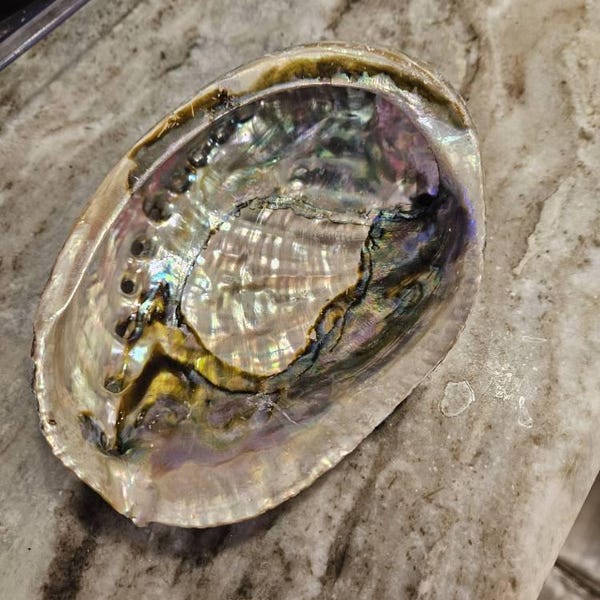 Abalone Shells: Choose Size 2 - 7" Mini & JUMBO Abalone Shells (holds ...