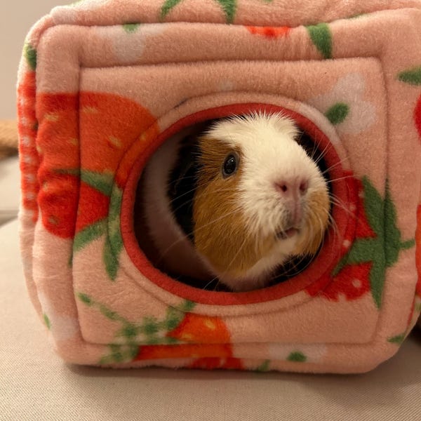 Guinea Pig Tunnel Guinea Pig Accessories Colorful Guinea Pig Play ...