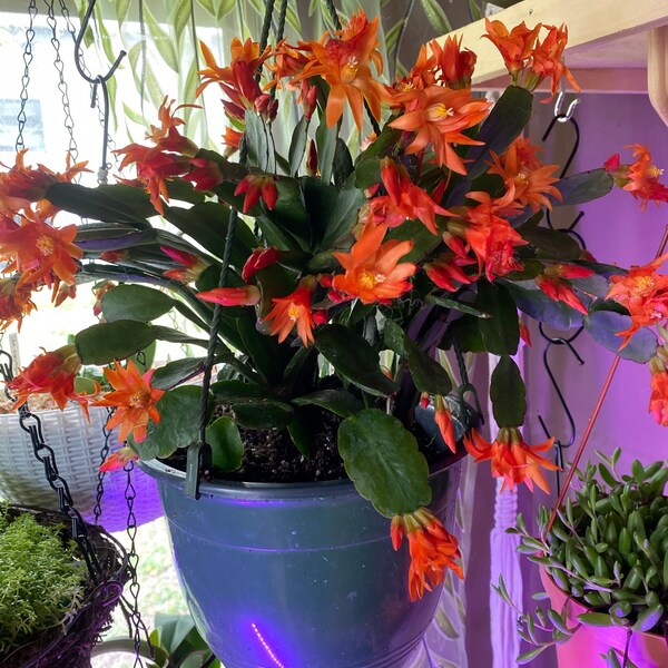 XXL 8 Inch Pot -orange Color Spring /easter Cactus-second is Example of ...