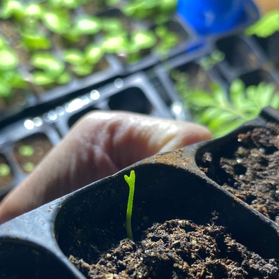 Live Pomegranate Tree Seedling Grow Your Own Pomegranate Tree 1 ...