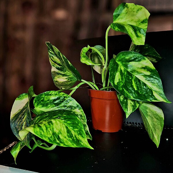 Pothos Valencia: Teruno Japanese Pothos - Tropical Starter Plant - Etsy