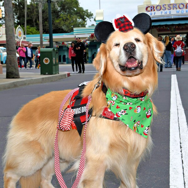Over the Collar Reversible Dog Bandana - Wisconsin Badgers, Milwaukee ...