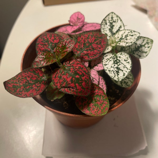 Tricolor Polka Dot Plant Hypoestes Red 4 From Myplants - Etsy