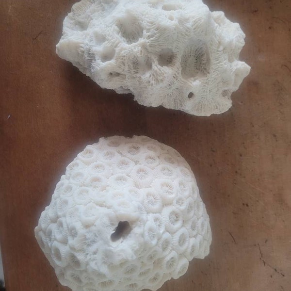 NATURAL SHELL FRAGMENTS ~ 10-100pcs ~ Wampum ~ Smooth Surf Tossed ...