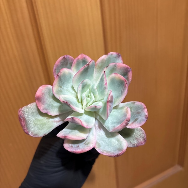 Sedum Alice Evans Crested-succulent - Etsy