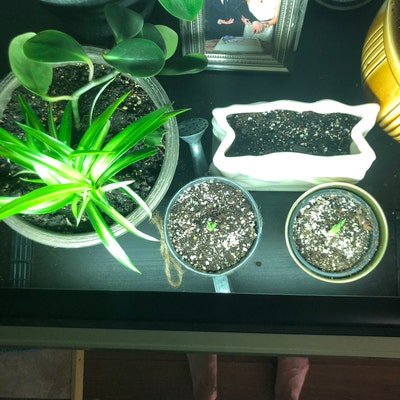 Snake Pod Laranja Nut is the Fruit of the Buriti Palm Buriti Fruit Skin ...