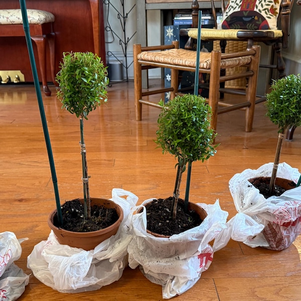 Variegated Scented Geranium Topiary 6" Pot Braids and Twists - Etsy