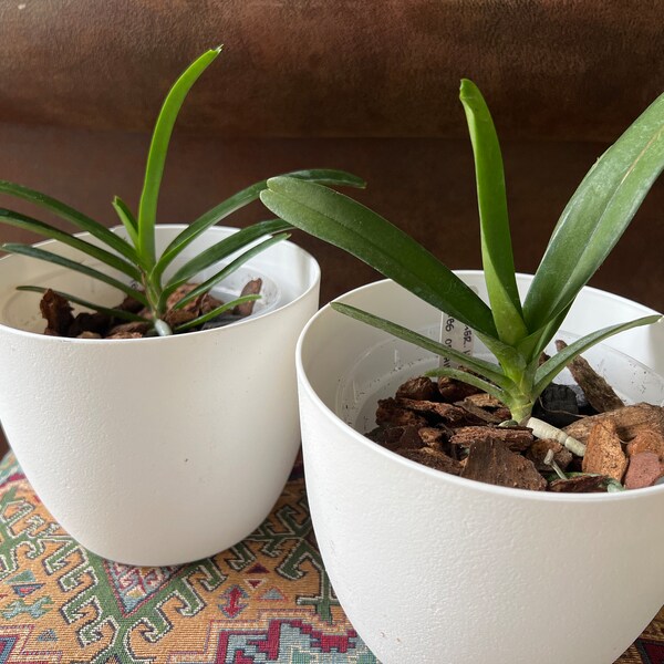 Vanda Fulford's Gold 'mary Motes' AM/AOS (2819) - Etsy