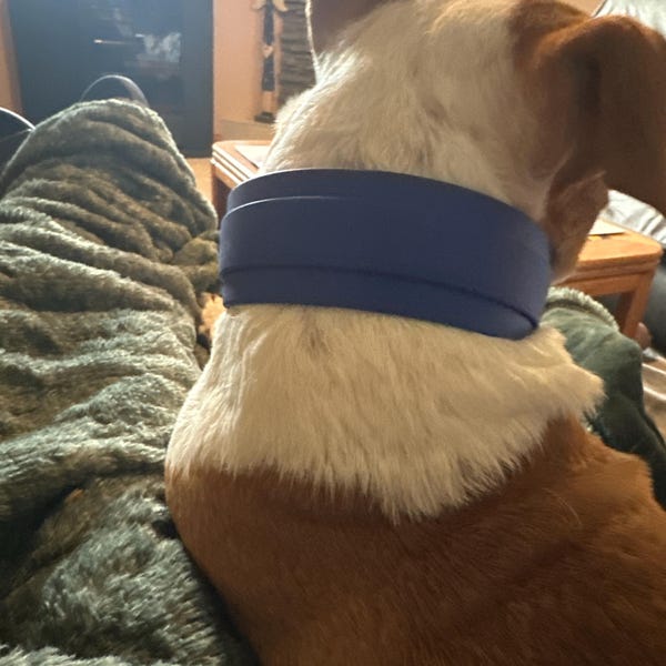 Waterproof Biothane Half-slip Dog Collar, Wide, Reactive Dog - Etsy