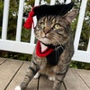 Graduation Costume for Cat, Graduation Cat Cap, Gift for Cat Lover, Cat ...