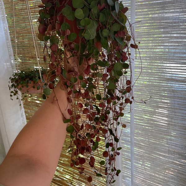 Peperomia Ruby Cascade - 6" - Etsy