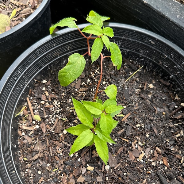 Prolific Kiwi Tree - Hardy Kiwi Prolific Plant - 4-6 Inches Starter ...