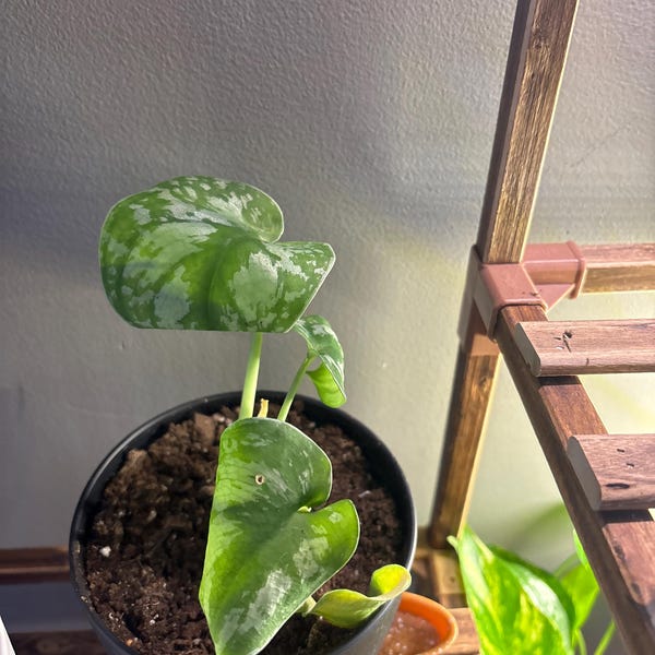 Marble Queen Pothos Epipremnum Aureum 4 From Myplants - Etsy