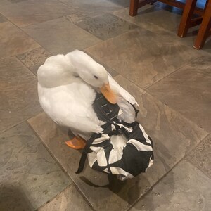 High Quality ORIGINAL Duck Chicken Goose Diaper Harness - Etsy