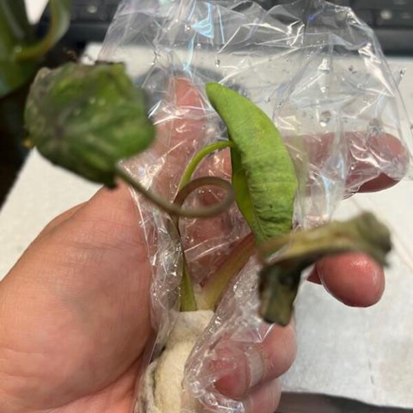 Live Colocasia "redemption", Elephant Ears Super Rare Starter Plant - Etsy