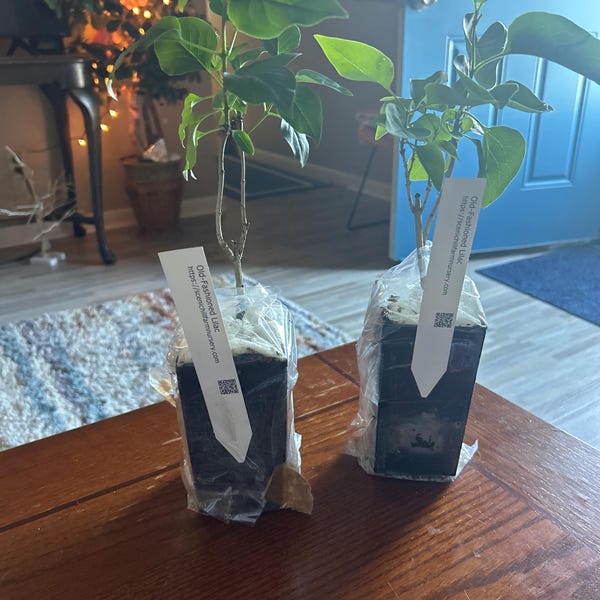 Cascade Harvest Red Raspberry- Very Large Firm Berries, Very Good ...