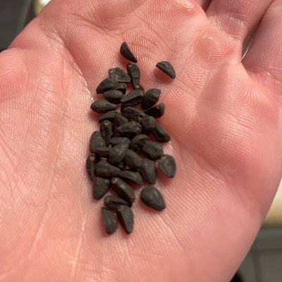 TREE SPINACH Seeds FREE Shipping Fresh & Organic - Etsy