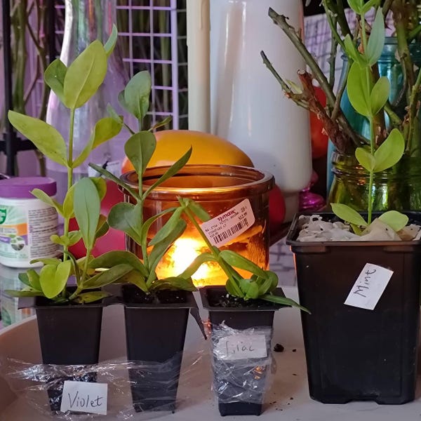 Live Eucalyptus Tree / Seedling Plugs – Fresh Aroma Perfect for Home ...