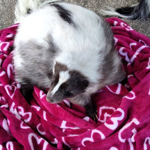 Librafluid/flux Flag, LGBTQIA Pride Flag Full Color Static Window Cling ...