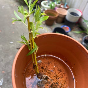 Bristlecone Pine. Pinus Aristata. Natural Dwarf. Young Tree Ready for ...