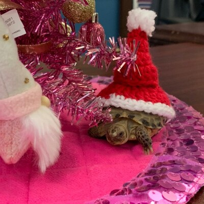 Crochet Santa Hat Turtle/tortoise Costume - Etsy