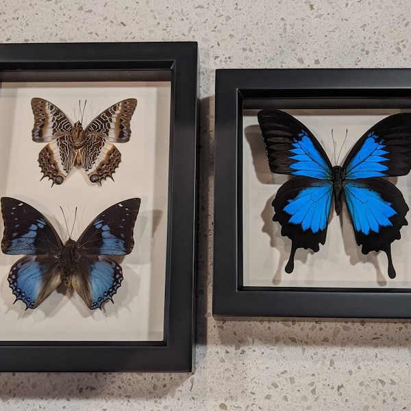 Real Butterfly Display Blue Mountain Butterfly 6x6 - Etsy