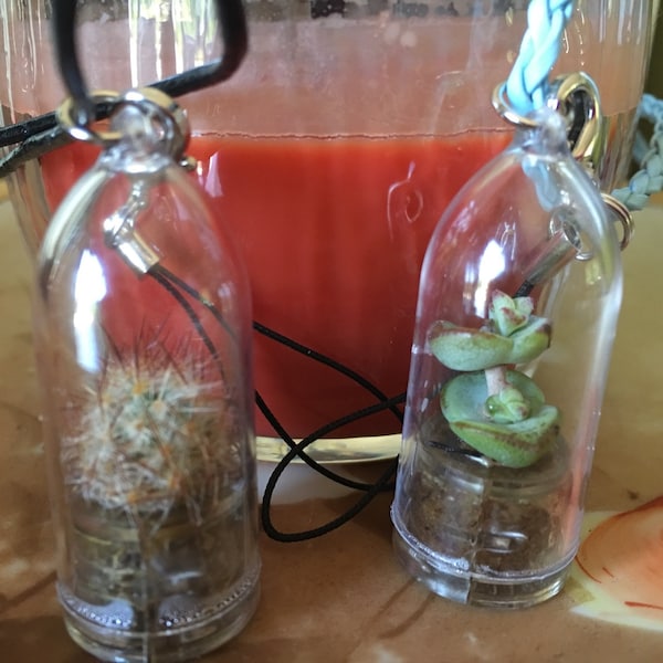 Desert - Terrarium Live Succulent Plant Flower in a Tiny Transparent ...