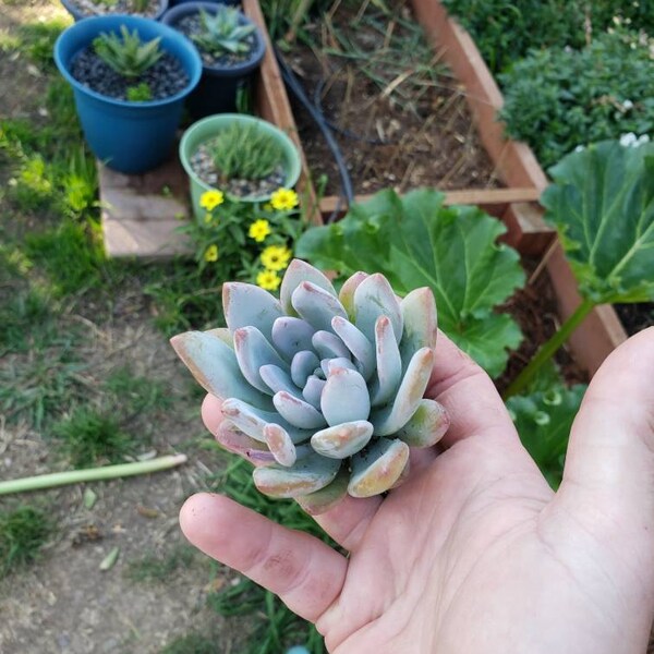 Colorful Chubby Leaf Pink Graptoveria Opalina Succulent - Etsy