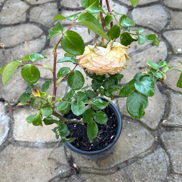 Victorian Secret | 维多利亚秘密 | Netherlands Florist Shrub Rose | Long ...