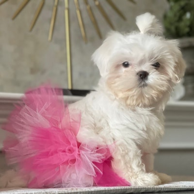 Dog Tutu: Pink Mix Tutu fuscia Pink, Bubblegum Pink, Baby Pink Small ...