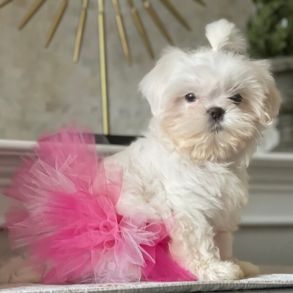 Dog Tutu: Pink Mix Tutu fuscia Pink, Bubblegum Pink, Baby Pink Small ...