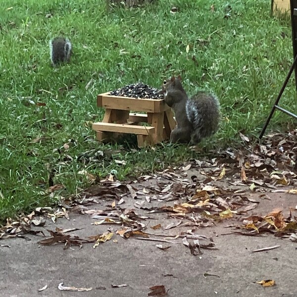 Squirrel Oven Rack Pull/pusher - Etsy