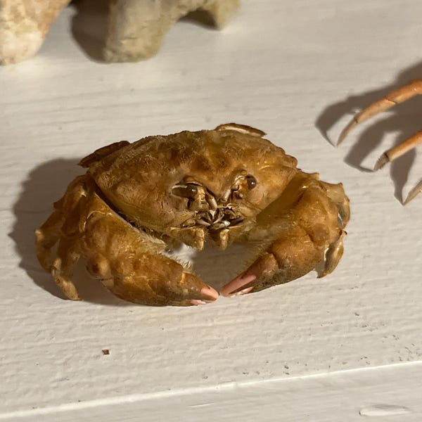 Spider Crab Platymaia Alcocki Crab Taxidermy Oddities - Etsy