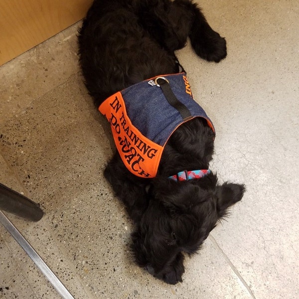 Vest (adjustable Size), "in Training Do Not Approach", Light Weight Sd ...