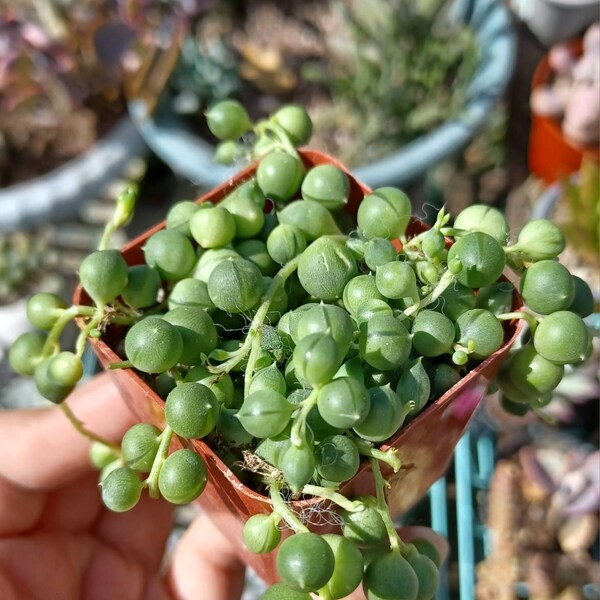 4pot Live Succulent Plant of Corpuscularia Lehmannii ice Plant - Etsy