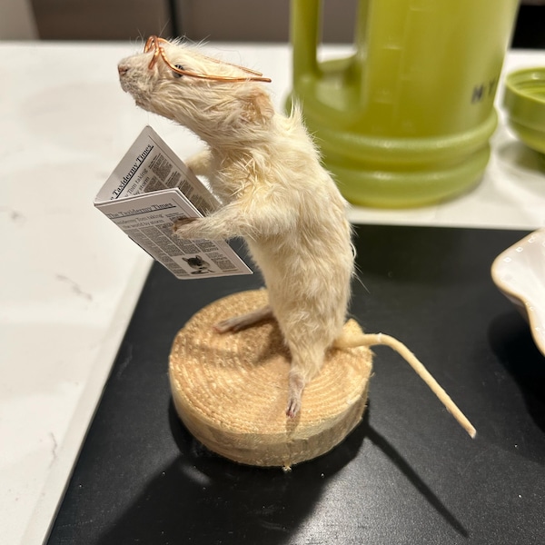Taxidermy Mouse in Bathtub, Unique, Cute, Novelty, Oddities, Curiosity ...