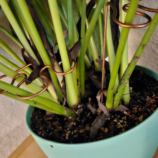 Mini Plant Trellis Set, Copper Arch Mini Trellis Set of 2, Minimal ...