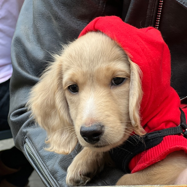 Red Dog Hoodie - Red Dog Sweater - Red Dog Jumper - Dog/puppy Clothing ...