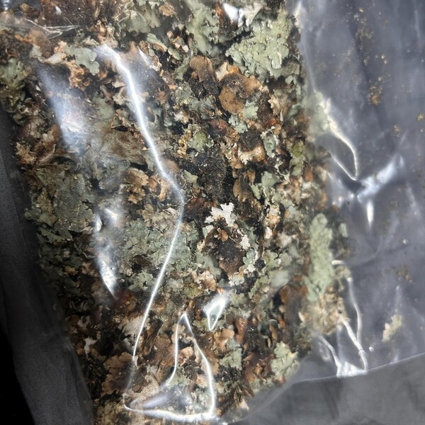 Dried Crepe Myrtle Seed Pods in Assorted Sizes, Natural Dried Mini ...