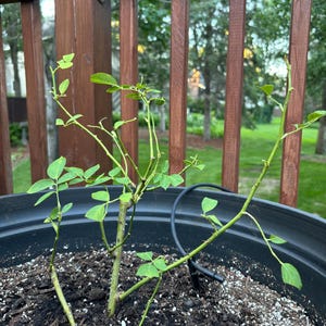 Rare New Rose. Red Juicy Terrazza. 红果汁flower Machine. Continue Blooming ...