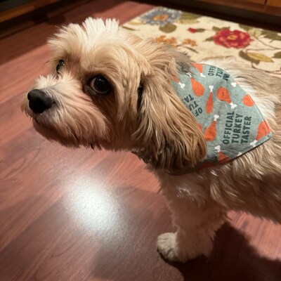 Baby Sharks Reversible Snap-on Dog Bandana - Etsy