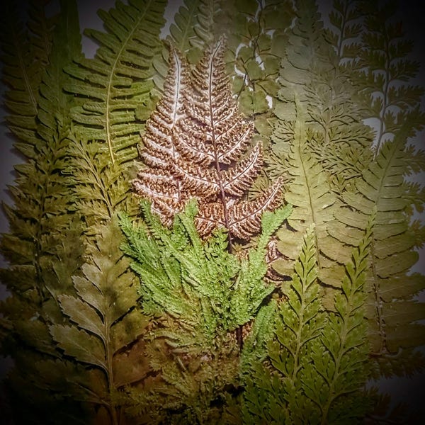Pressed Fern Leaves Collection – 13 Varieties and 26 Pieces | Real ...