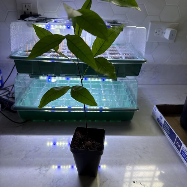 Spanish Lime Genip Guinep Ginepa Limoncillo Mamoncillo Fruit Seedling ...