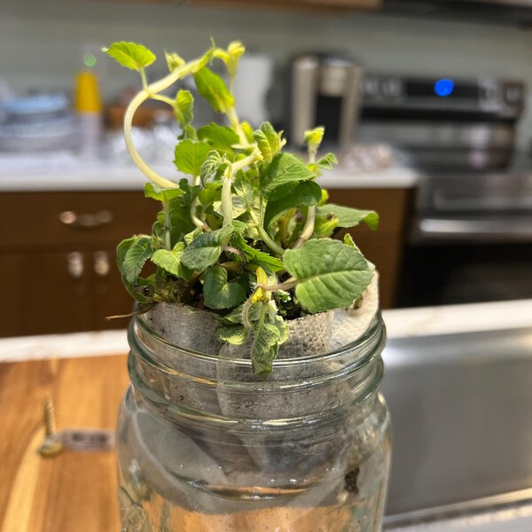 2 Alcea Queeny Purple Hollyhock Live Perennial Plant. Grows to 4 Feet ...