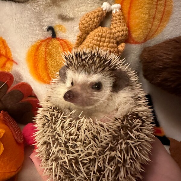 Turkey Thanksgiving Pet Hat-hedgehog/hamster/parrot/squirrel/guinea Pig ...
