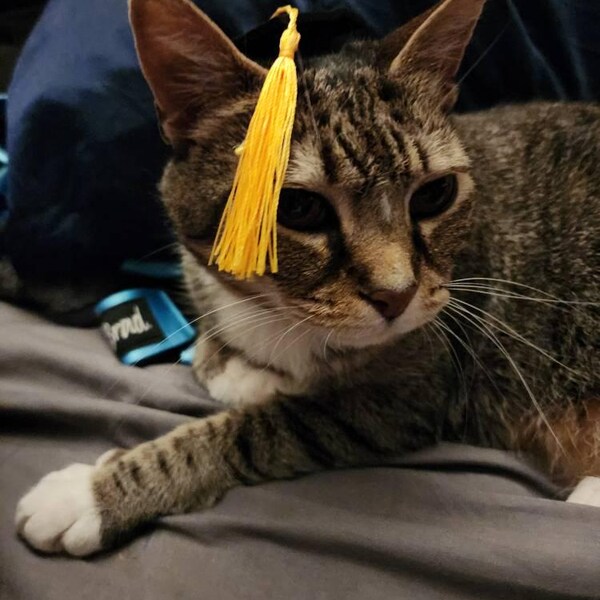 Mini-sized Graduation Cap Cat Hat for Your Cat FREE SHIPPING! Add-on ...